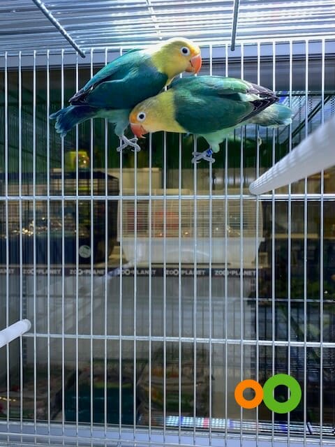 Vendita Pappagalli e uccelli Milano | Zooplanet Milano